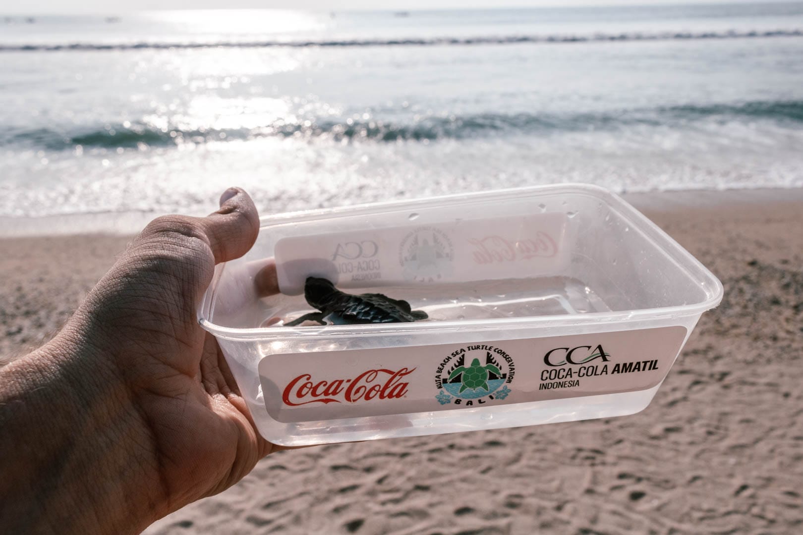 Releasing Turtles In Bali, Indonesia (The Bali Sea Turtle Society)