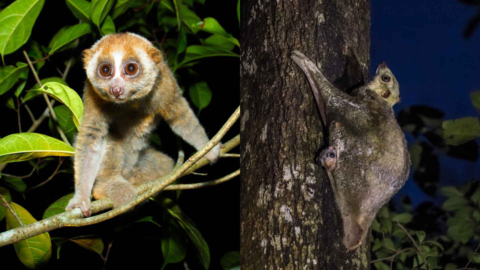 Visiting Bako National Park: What You Need To Know!